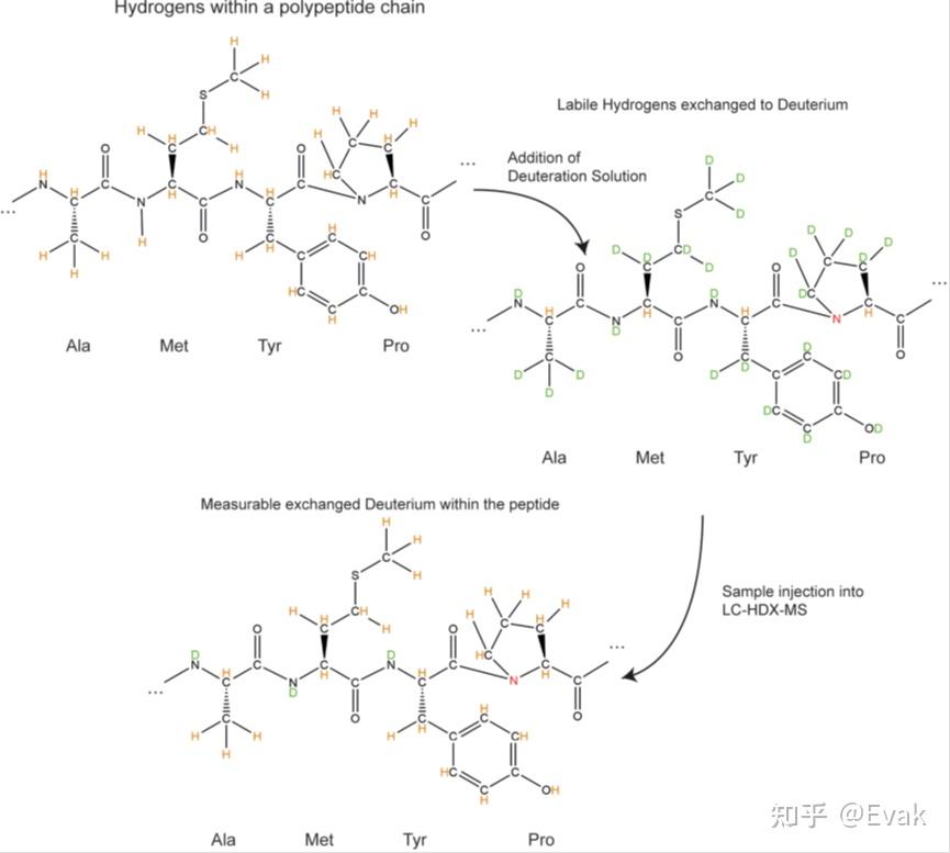 氢交换质谱(hydrogen exchange, HX) - 知乎