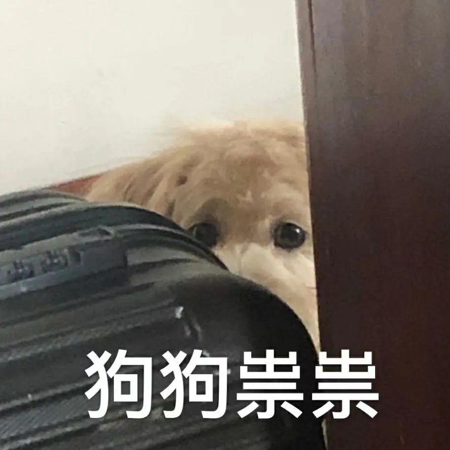 再分享一些狗狗表情包(›´ω`‹ ) - 知乎