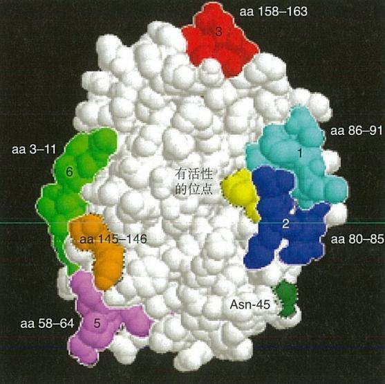 你知道PSA是什么吗？为什么PSA能够作为前列腺癌的诊断指标？ - 知乎