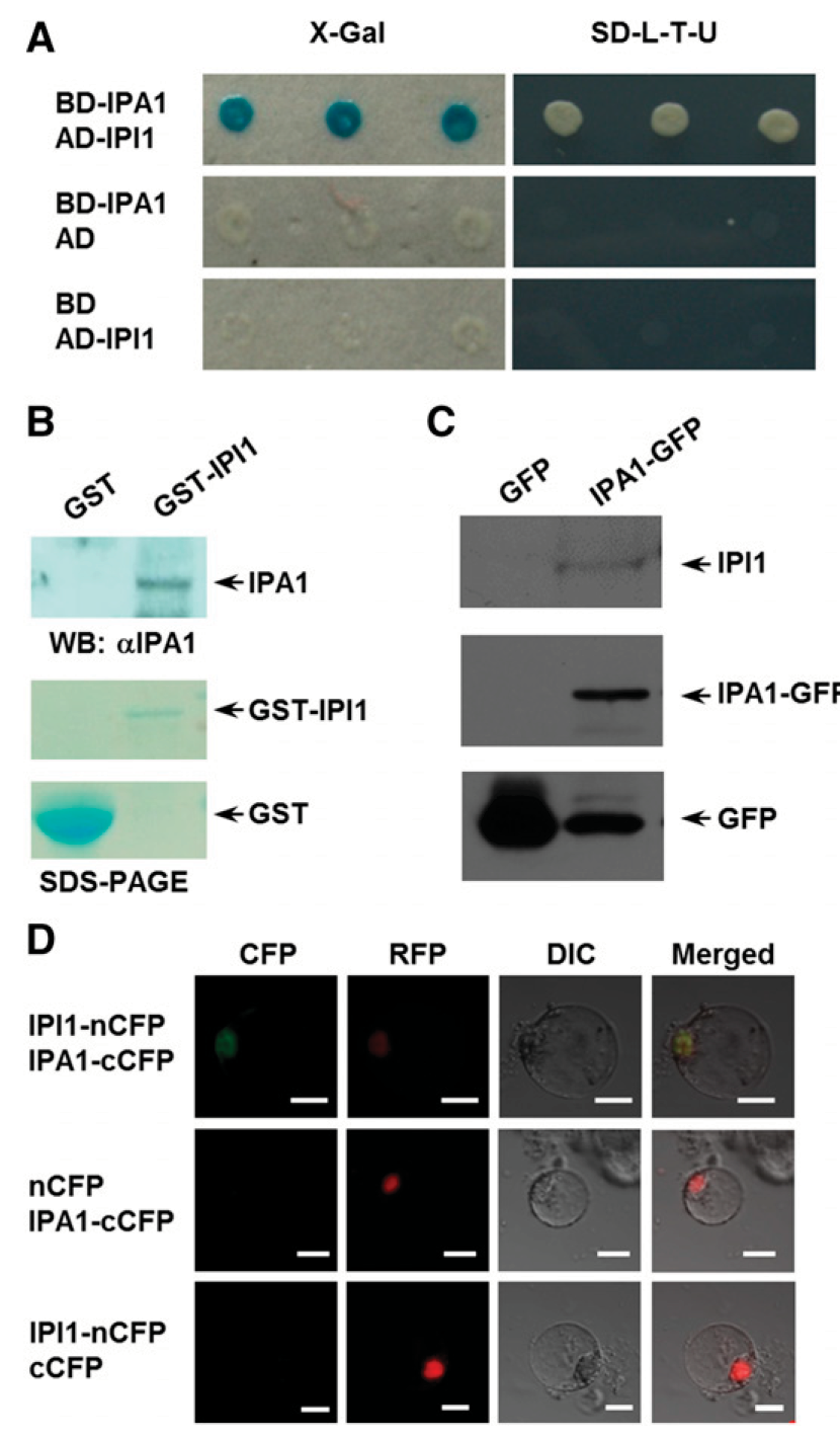 转录因子IPA1，次次都能发顶刊是怎么做到的？ - 知乎