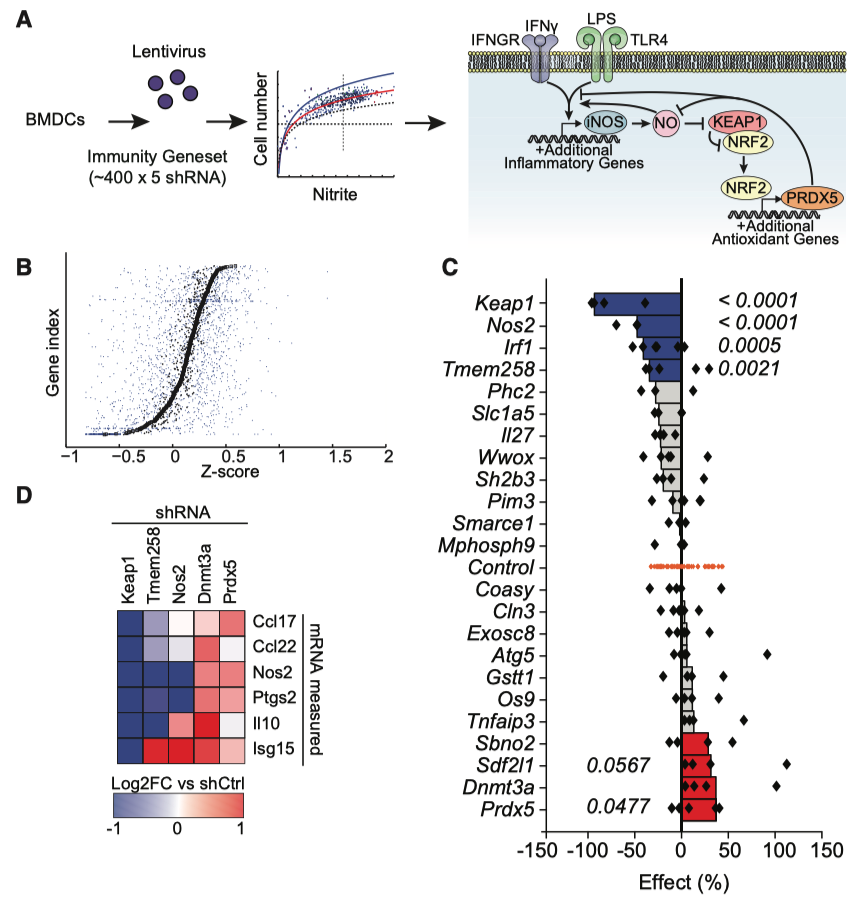 Cell Reports丨一氧化氮在吞噬细胞中参与由Prdx5介导的抗炎反馈回路 - 知乎