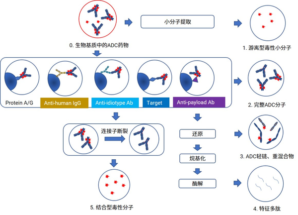 基于LC-MS技术的抗体偶联药物（ADC）药代动力学生物分析策略 - 知乎