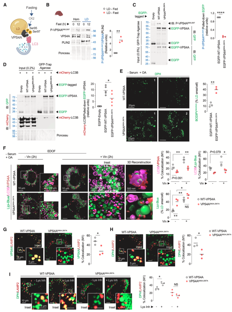 Molecular Cell丨VPS4A 是小鼠和人类脂噬的选择性受体 - 知乎