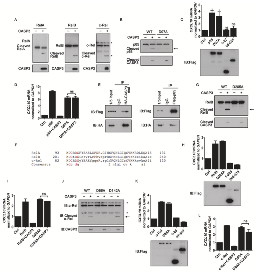 CDD丨caspase-3通过NF-kb抑制炎症 - 知乎