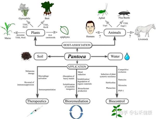 Pantoea(泛菌属)——肠道内善恶兼备的神秘细菌 - 知乎