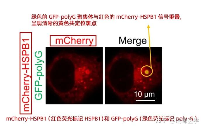 蛋白互作验证技术大全！Co-IP/BIFC/ChIP/EMSA…… - 知乎