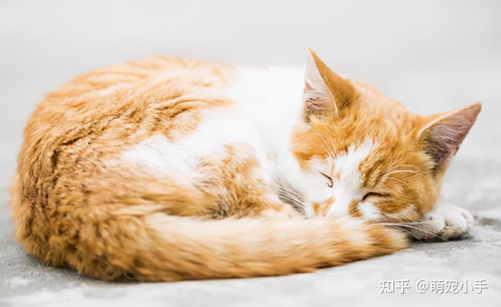 猫咪有这些睡姿，证明它并不赞成你的“主人地位” - 知乎