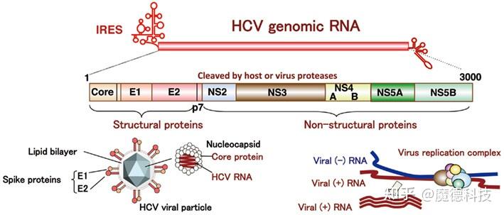 HCV NS3/4A 蛋白酶与FAM的识别及分子设计基础研究 - 知乎