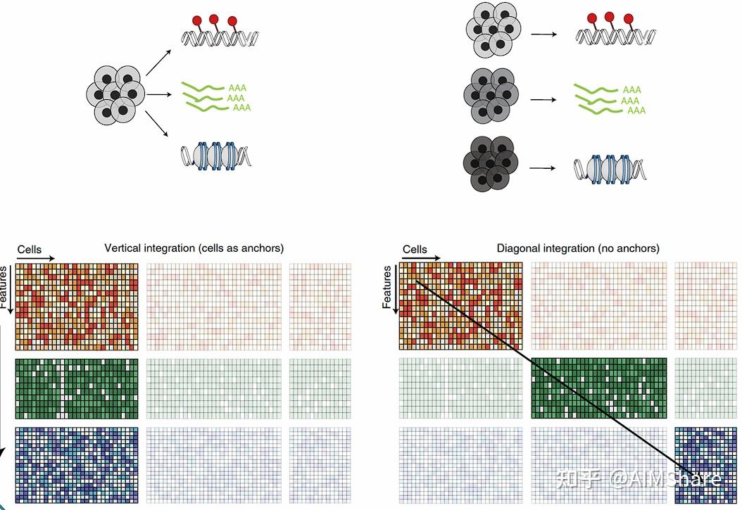 通俗解析生物信息学中的多模态研究：单细胞多组学 - 知乎