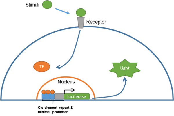 OncoWuXi速递 | Jurkat报告细胞赋能免疫治疗药物筛选 - 知乎