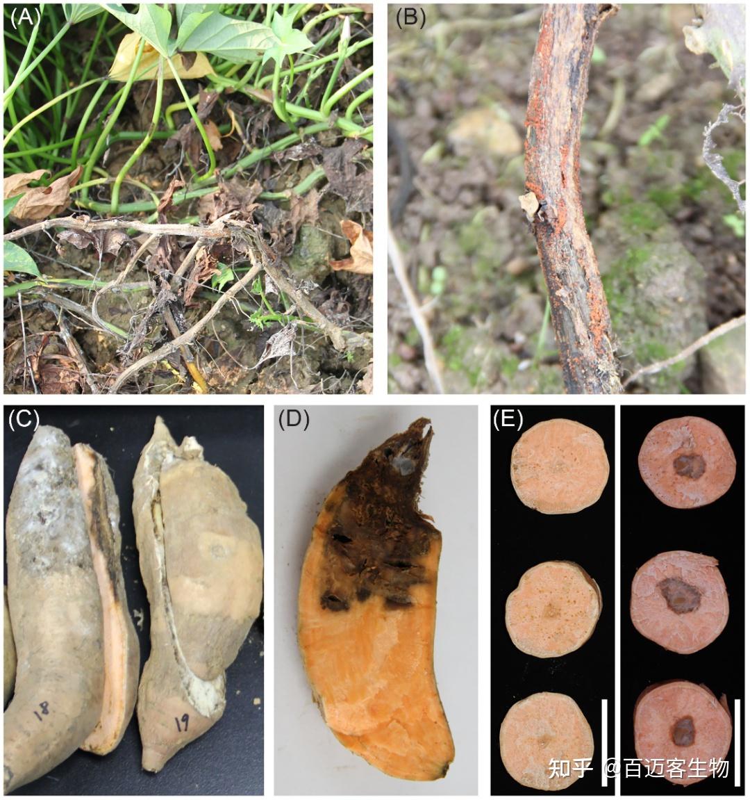成功案例|首次公布F. solani-melongenae分离株 CRI 24-3 的高质量全基因组序列 - 知乎