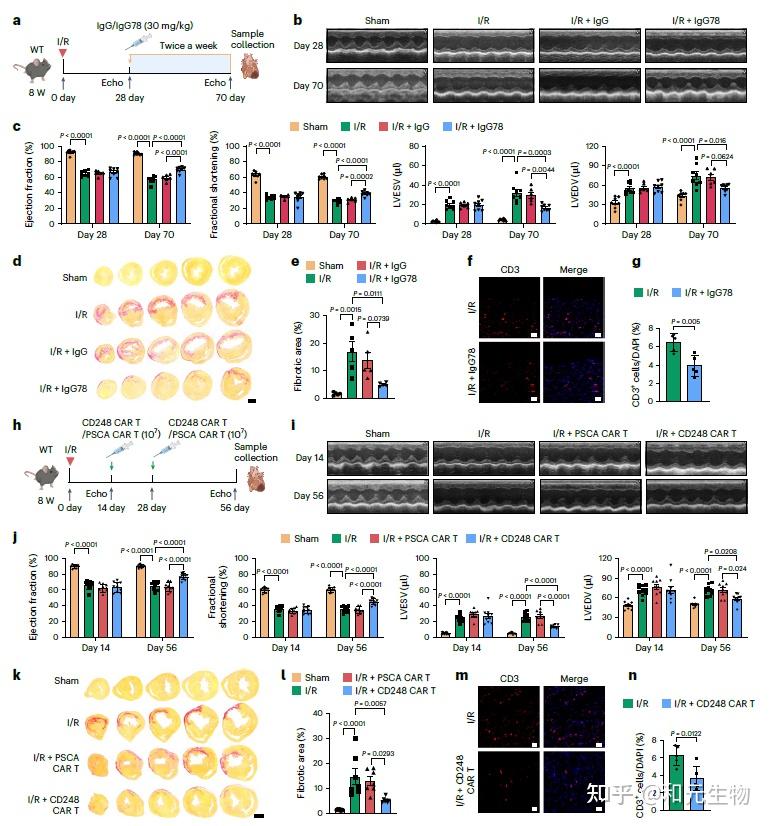 Nat Cardiovasc Res｜揭示CD248+成纤维细胞介导的成纤维-免疫交互在心脏纤维化中的重要作用 - 知乎