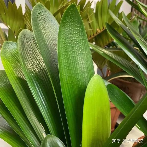 花草最爱3种皮，经常用花根粗，叶子亮，勤开花 知乎