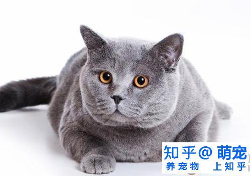 怎么样帮猫喂药 知乎