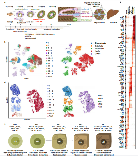 Nat Cell Bio | 单细胞图谱揭示肝细胞发育分化路径 - 知乎