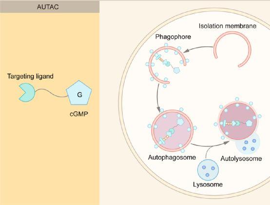 靶向蛋白质降解：机制、策略和应用 - 知乎