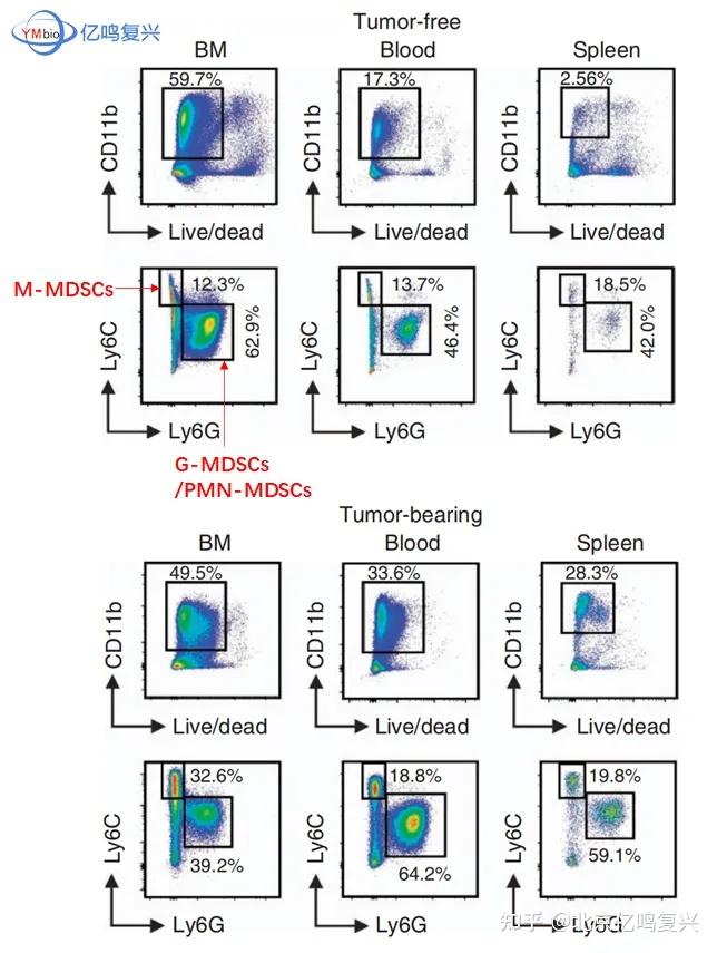 流式法分析免疫系统中的负向调控——髓源性抑制细胞（MDSCs） - 知乎