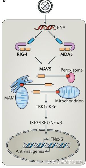 探究IVT反应副产物dsRNA的形成和免疫原性 - 知乎
