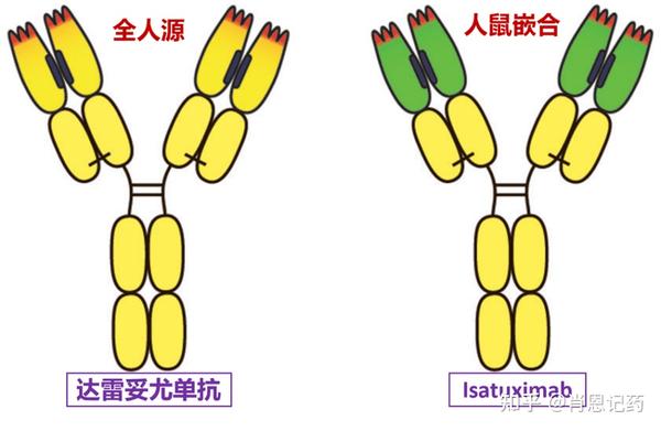 记住所有FDA生物药 | 两款CD38生物制剂 | 达雷妥尤单抗、Isatuximab艾沙妥昔单抗 | 多发性骨髓瘤等 - 知乎