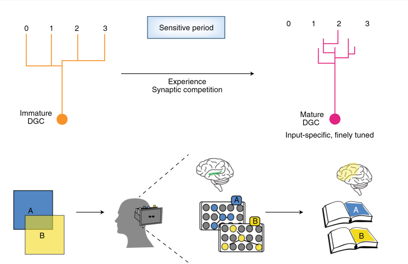 Nature Neuroscience重磅特刊：学习和记忆 - 知乎