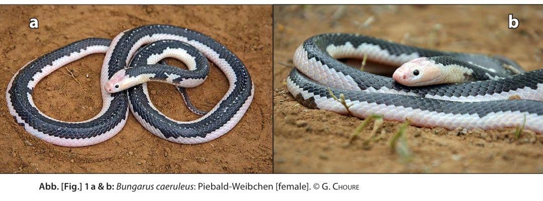 献给钟爱的Bungarus环蛇属（Krait) - 知乎