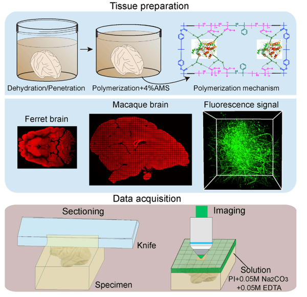 全脑精细成像技术——fMOST技术 - 知乎