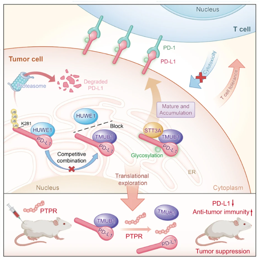 鹰谷靶点 | 动物实验疗效显著，TMUB1可能成为PD-L1通路的潜在免疫治疗新靶点 | Nature子刊 - 知乎