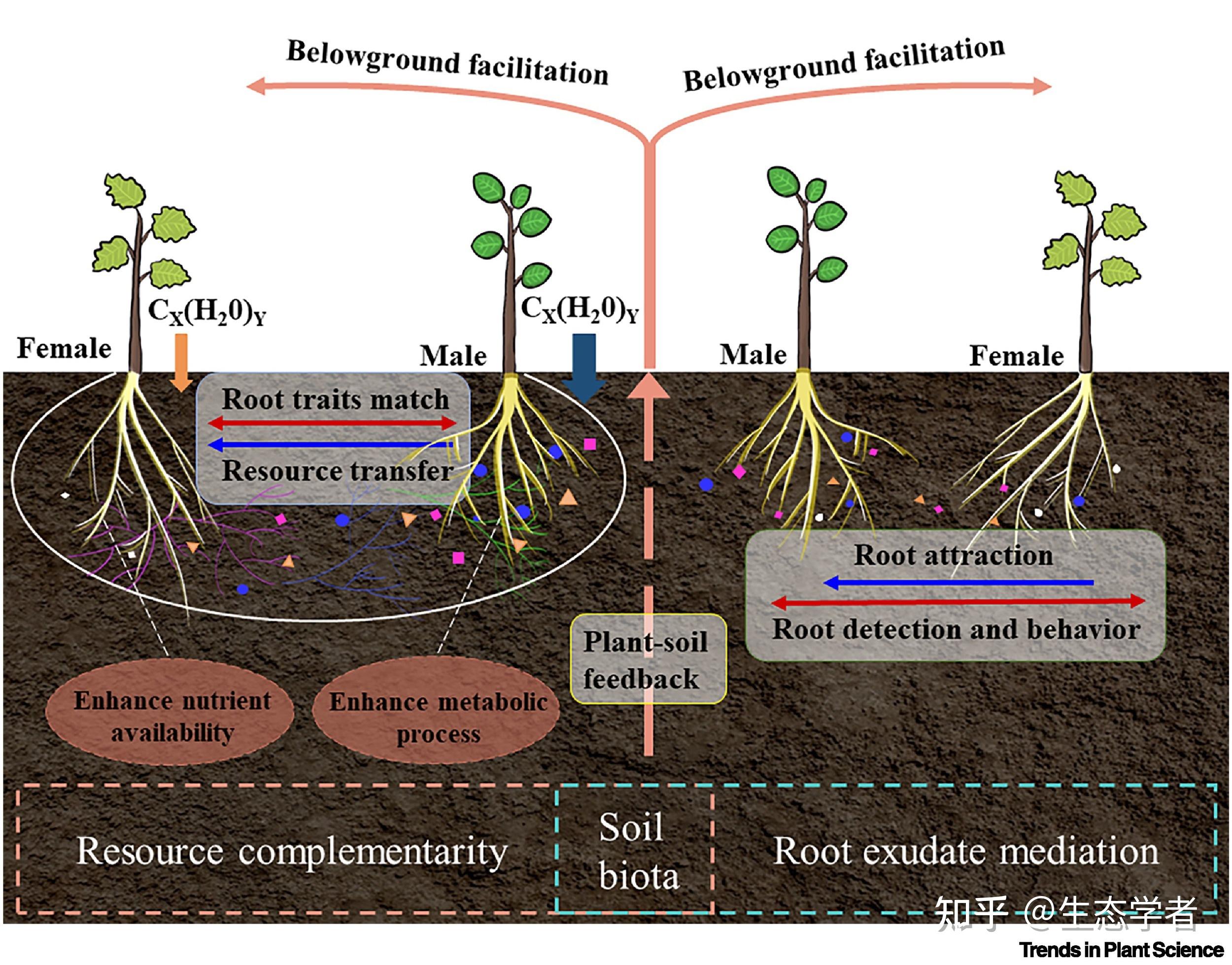 浙江大学李春阳团队Trends Plant Sci观点文章（IF=20）：植物地下生态互作：为什么同性相斥，异性相吸？ - 知乎
