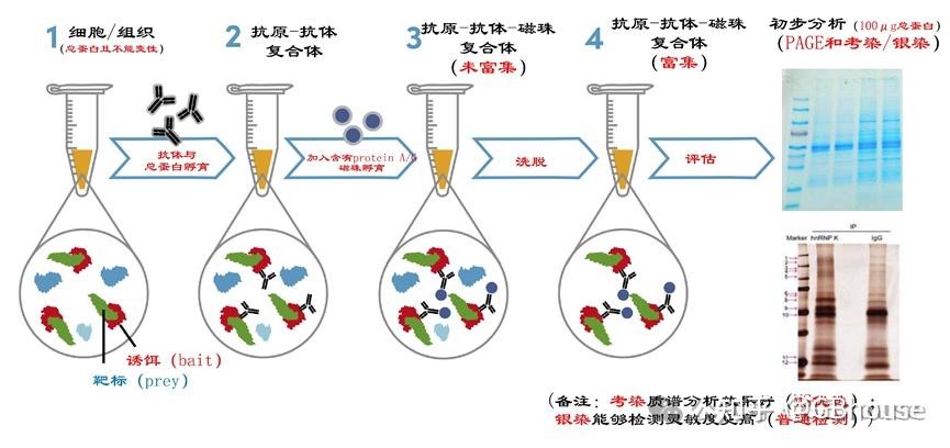 超详细解析---免疫沉淀质谱（IP-MS）实验基本原理及实践操作--保姆教程 - 知乎