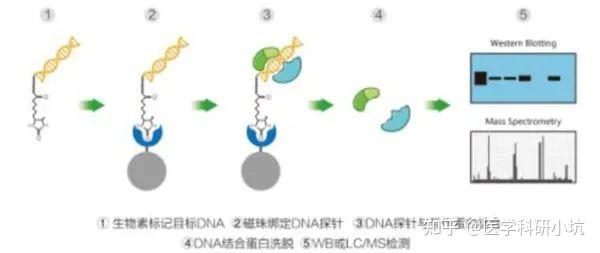 一文掌握pull down实验 || RNA pull down，DNA pull down，Protein pull down - 知乎