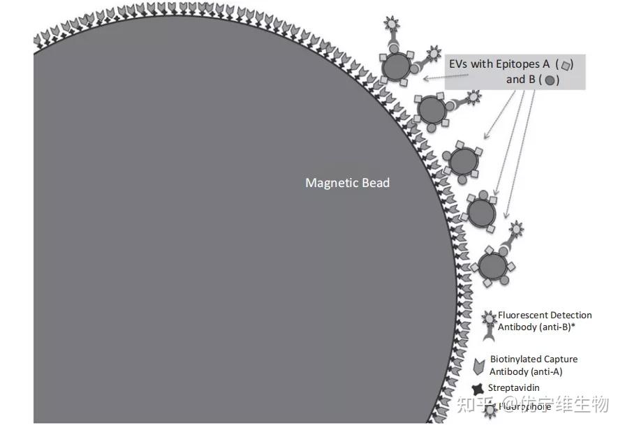 外泌体实验解决方案系列三：外泌体的鉴定 - 知乎