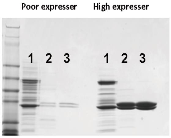 应用案例 | Protein Maker高通量全自动蛋白纯化仪 - 知乎