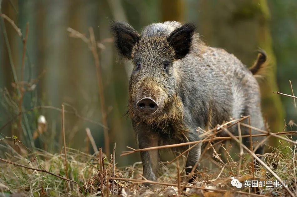 "超级野猪"侵入美国！智商高，块头大，能吃又能生，所到之处农民闻风丧胆... - 知乎