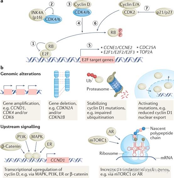 智慧芽Synapse | 靶向CDK4和CDK6在癌症中的应用 - 知乎
