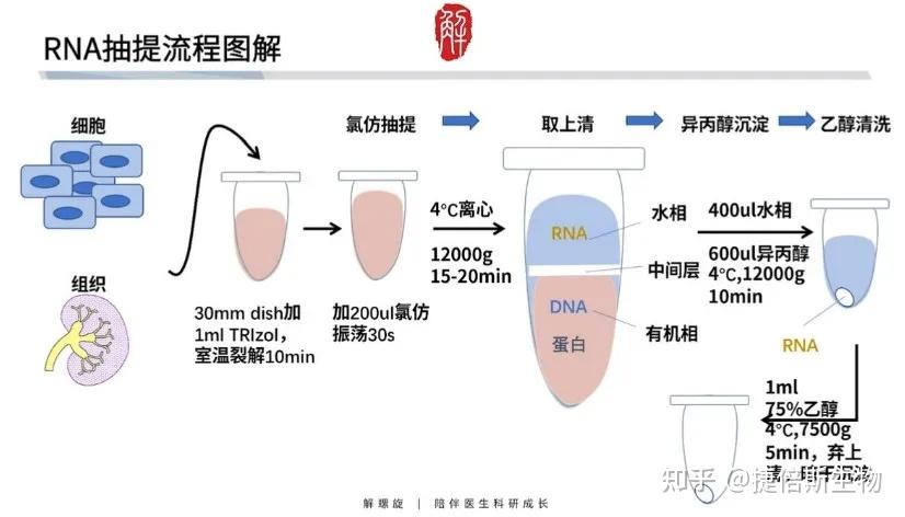 RNA提取：TRNzol法原理步骤及常见问题 - 知乎