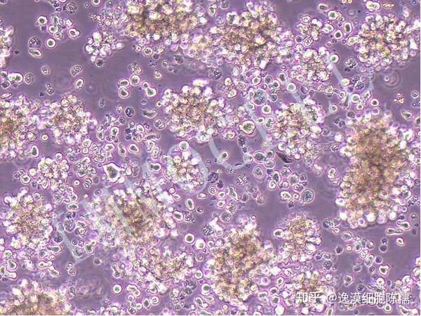 逸漠科技——NK-92细胞培养方法及注意事项 - 知乎