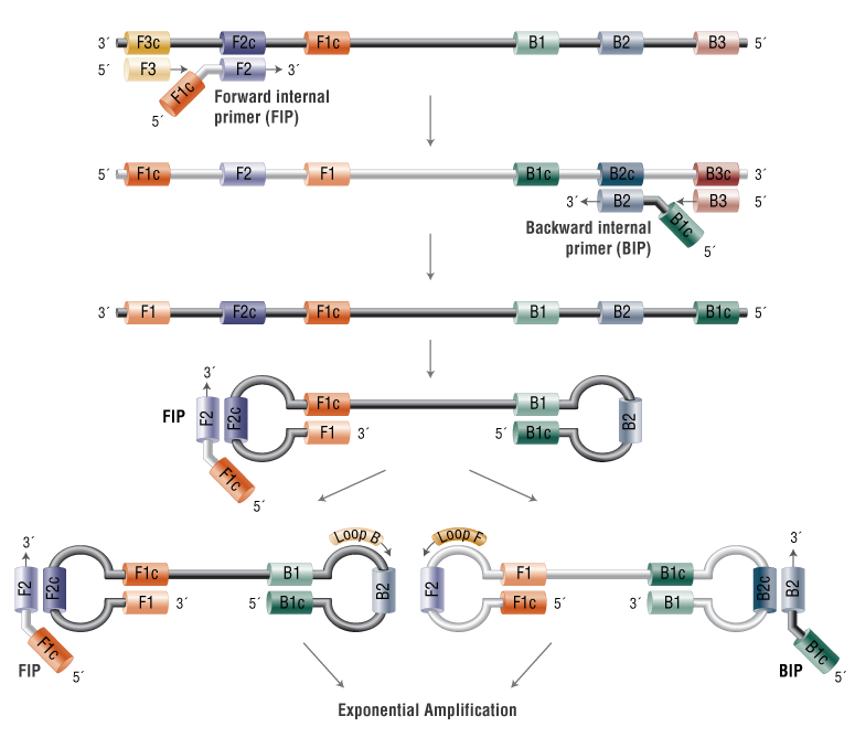 技术剖析：分子诊断之争：LAMP VS. PCR - 知乎