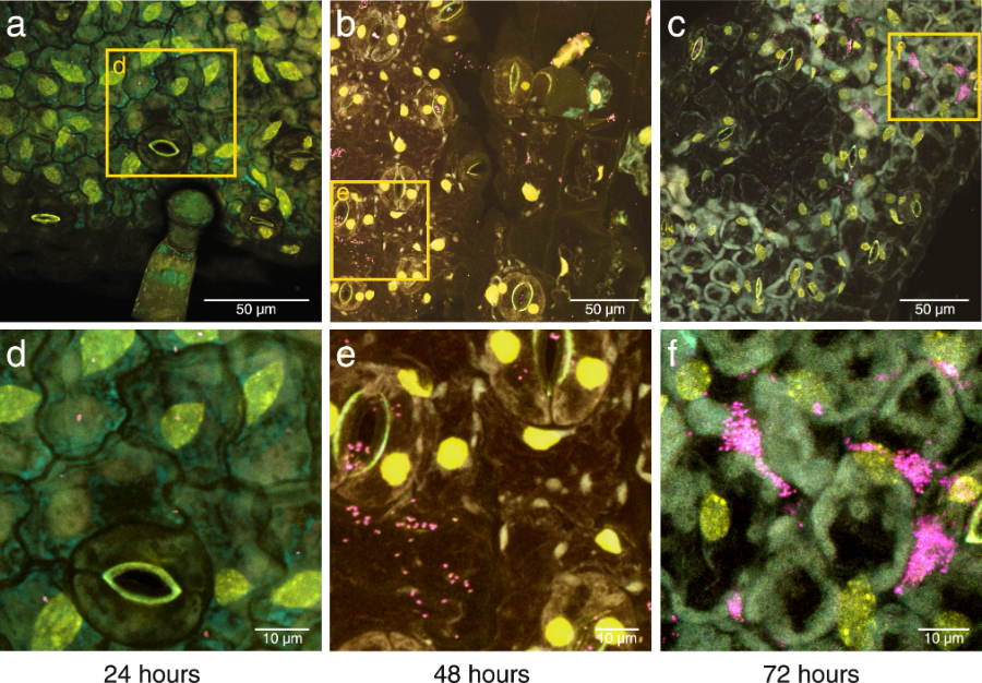 ISME | 研究揭示叶际共生微生物促进植物生长的机制！ - 知乎