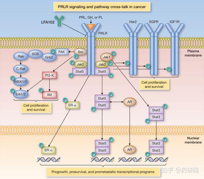 脱发领域尚待挖掘之地：PRLR - 知乎