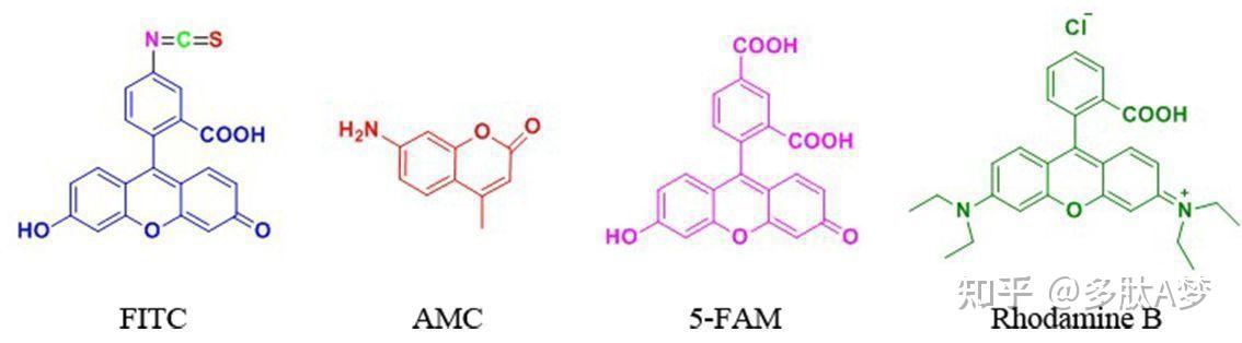 多肽FITC-C6-GRGDSP|2022956-44-9 - 知乎