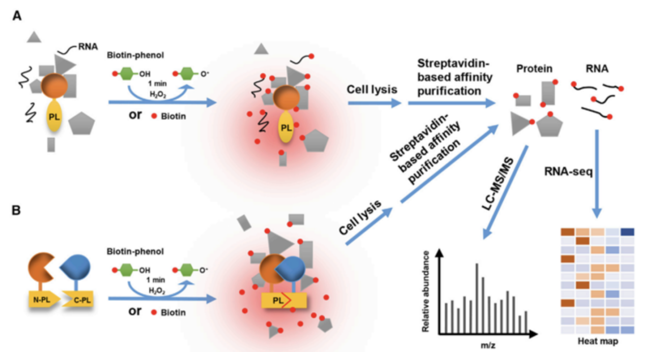 TurboID技术：邻近标记技术的高效工具 - 知乎