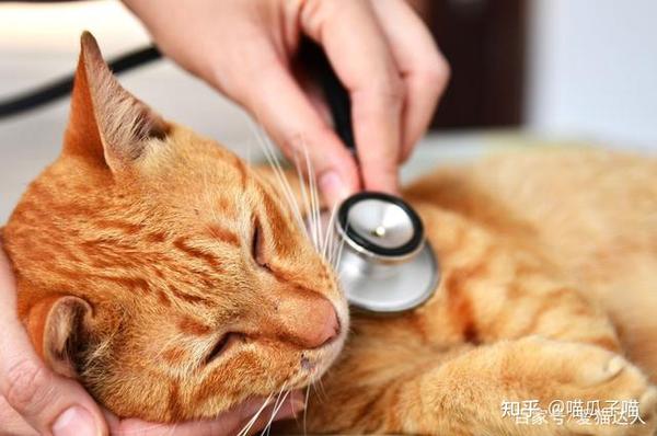 猫咪的 黑点”,你了解多少 知乎