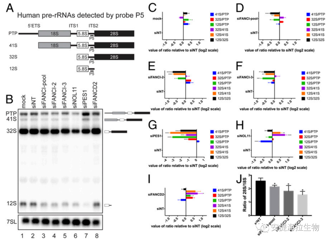 FA蛋白FANCI在核糖体的生物合成中发挥作用 - 知乎