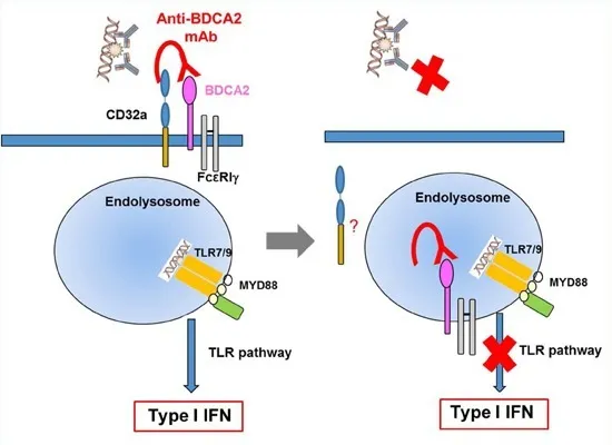 显著改善关节症状！渤健红斑狼疮疗法2期临床结果积极 - 知乎