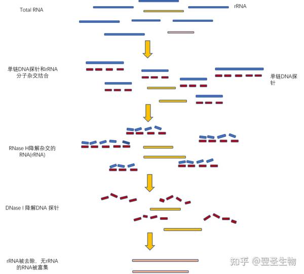 3 min一步完成rRNA去除，等你来盘！ - 知乎