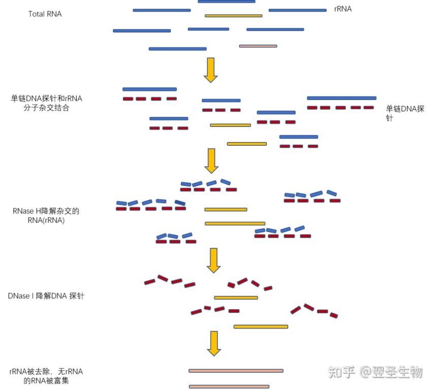 3 min一步完成rRNA去除，等你来盘！ - 知乎