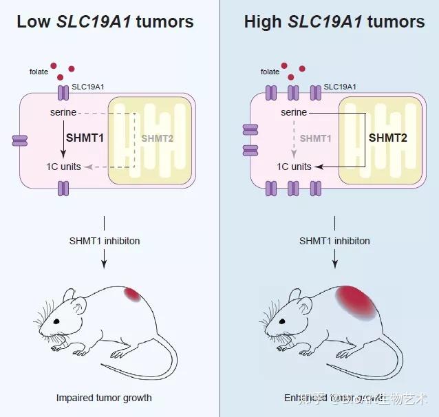 Cell Metab | 一碳代谢通路中的新的药物靶点——SHMT1 - 知乎
