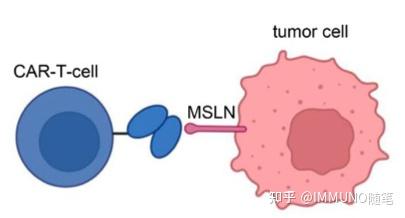 临床案例分享:高活性MSLN靶向的CAR-T细胞疗法导致两例严重肺毒性事件 - 知乎