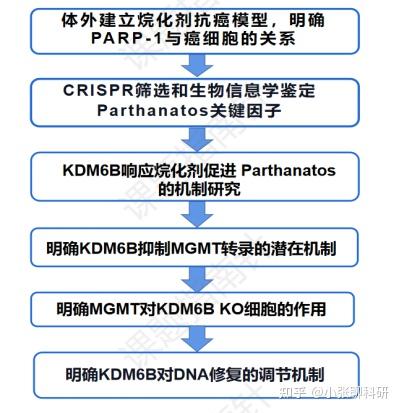 19+文献解读|是谁赋予了PARP-1双重调控细胞生死的“魔法”？ - 知乎