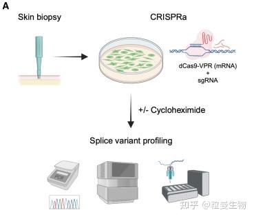 技术专题 | CRISPRa：精准激活，重塑基因表达【收藏】 - 知乎